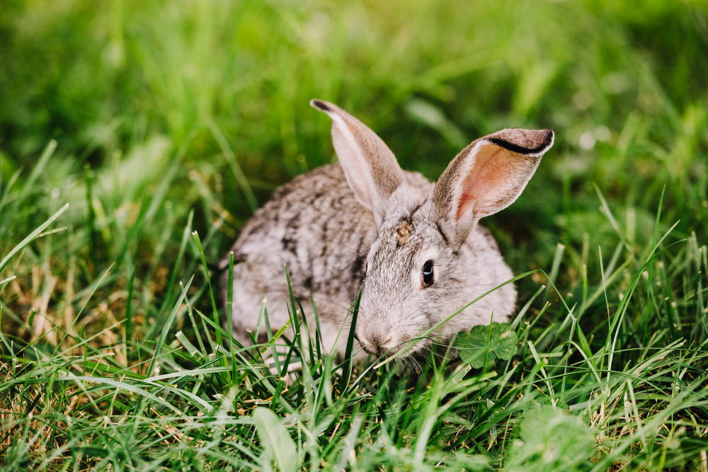 Keeping Your Rabbit Cool | Benchmark Kennels