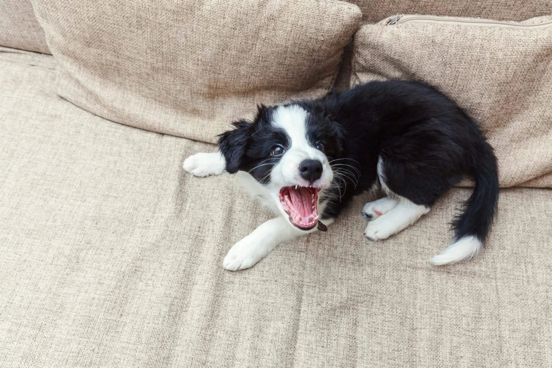 How to Stop Your Dog's Excessive Barking - Benchmark Kennels
